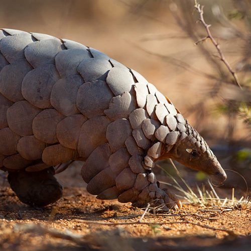 Brillenmodell Pangolin 01 Light - Wallenfels Eyewear