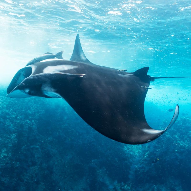 Brillenmodell Manta 01 Light - Wallenfels Eyewear