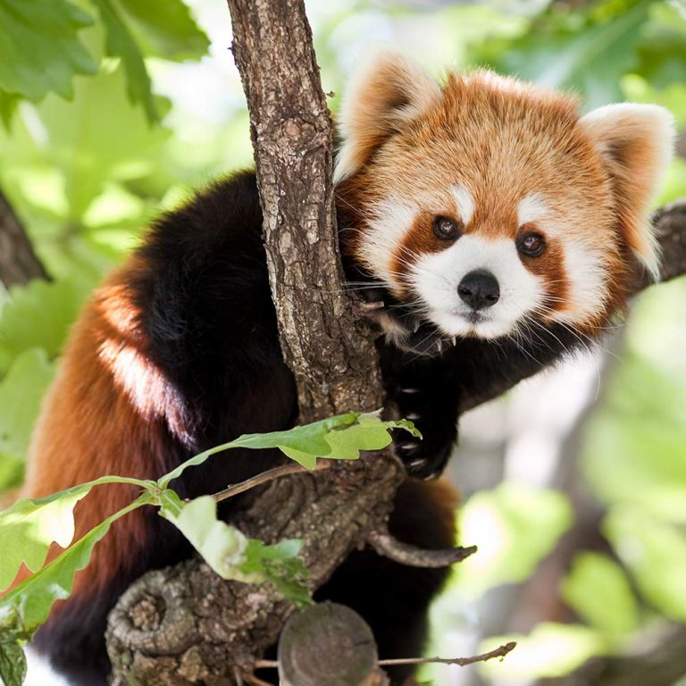 Brillenmodell Panda - Wallenfels Eyewear